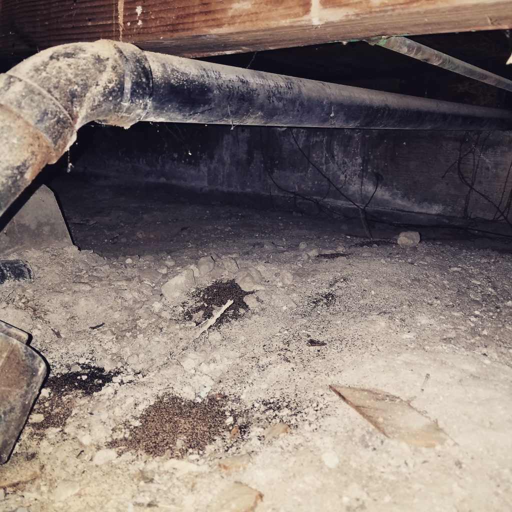 Drywood Termite Pellets — GC Termite Control Articles