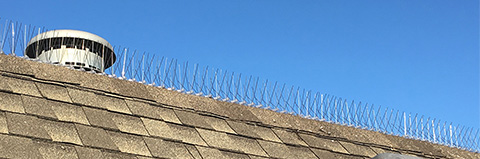 Bird Control and Exclusion Services in San Diego