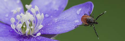 Tick Control and Extermination Services in San Diego